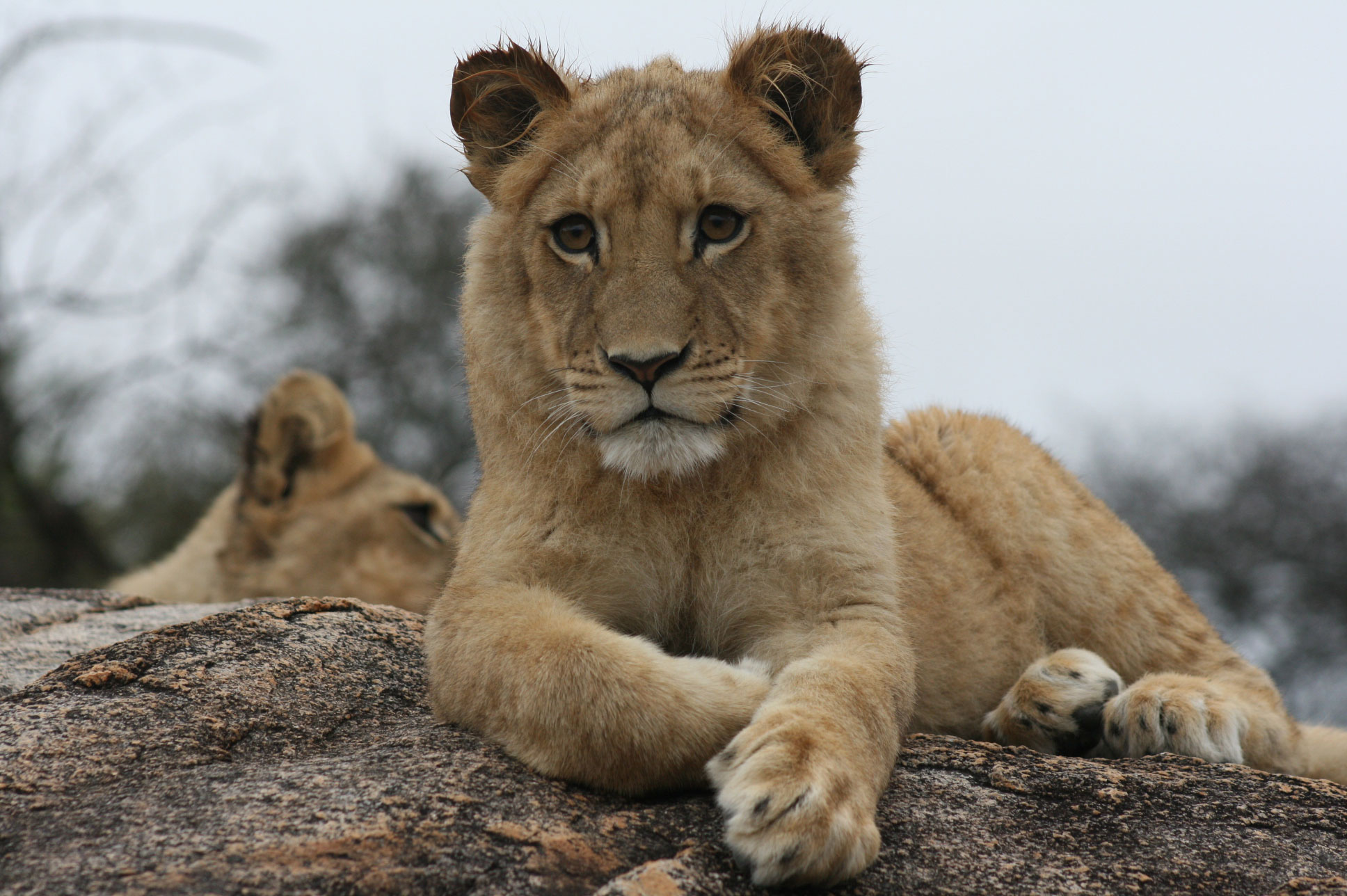 Lion Country [DVD]: Amazon.co.uk: David Youldon, David Youldon: DVD ...