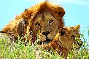 Seen On IMAX: Erde - Unser Planet (5 DVDs): Amazon.de: Bayley Silleck ...