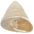 MTI Shankh/Mother of Pearl/Pearl Conch Moti Sankh for Lakshmi Pooja ...