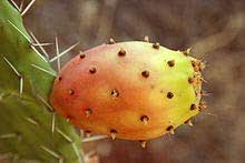 Selpline Nagfani Prickly Pear Live Plant : Amazon.in: Garden & Outdoors