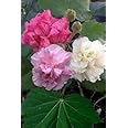 Growleaf Nursary Live Pink Sthal Padma/Confederate Rose/Land Lotus ...