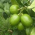 Gandharaj Lemon(All Time) Nimboo Live Plant (Air Layered/Guti Kolom ...