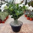 Oxygreenplant White Desert Rose,Adenium,Marubhoomi gulab Healthy flower ...