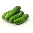 Cucumber Plants - Cucumber 'Petita' - 6 x Plug Plants - Mini Cucumber ...