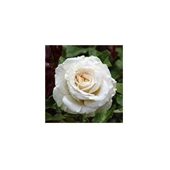 ROSE DIAMOND ANNIVERSARY - Diamond Wedding Anniversary, 60th Diamond ...