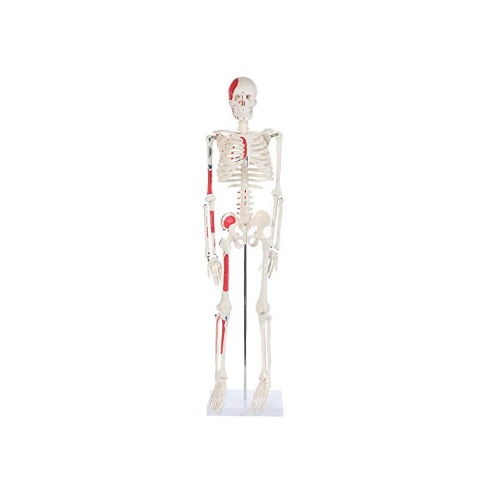 Buy Anatomy Lab Half Life Size Painted and Numbered Human Skeleton ...