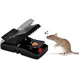 Black Cat Rat Trap:Mouse Catch (Grey,1 Rat Trap): Amazon.in: Garden ...
