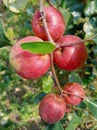 apple ber / kul fruit plant (grafted) : Amazon.in: Garden & Outdoors