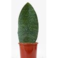 Sansevieria Masoniana Victoria - Whale Fin Snake Plant - in 12 cm Pot ...