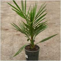 Charançon rouge du palmier : reconnaître et lutter