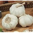 Garlic Marco Bulb (3 in pack) : Amazon.co.uk: Garden