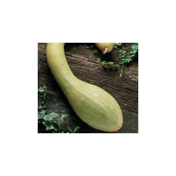 ITALIAN HEIRLOOM HERITAGE COURGETTE TROMBONCINO ALBENGA TRAILING EARLY ...