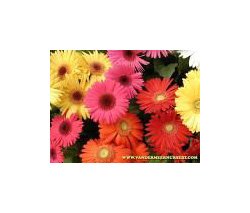 Gerbera : variétés et conseils de culture