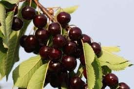 Arbre fruitier nain pour terrasse - Cerisier - Variété "Sunburst ...