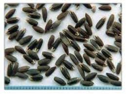 Buy Aayush Herbal Balanga Seeds / Tukhm-e-balanga (Lallemantia royleana ...