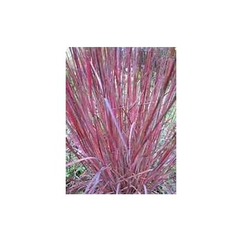Red Maiden Grass 15 Seeds, Miscanthus Sinensis, Plume Grass: Amazon.co ...