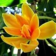 VGR Gardens ® Magnolia champaca Flowering Tree | Son Champa | Golden ...