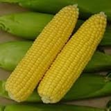 PREMIER SEEDS DIRECT Sweet Corn - SWEETCORN - Swift F1-55 Finest Seeds ...