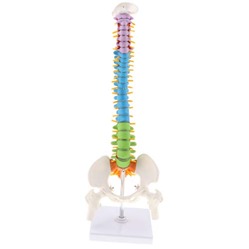 F Fityle 1 1 Scale Flexible 45cm Spine Model Spinal | Desertcart GB