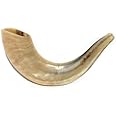 Small Ram's Rams HORN SHOFAR 10"-13” medium From Israel New Jewish ...