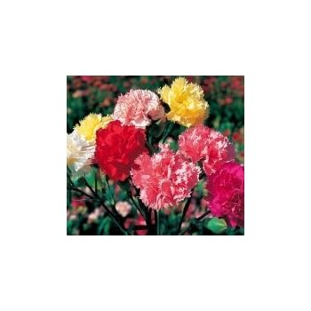 Carnation - Giant Chabaud Super Claudia Mixed 100 seeds: Amazon.co.uk ...
