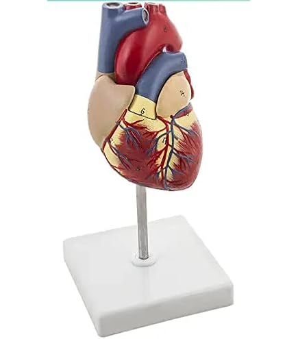 Heart Model Posterior View Anatomical Heart Model, Human Heart Anatomy ...