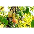 Oxygreenplant Kaju Badam Plant, Cashew Apple Plant, Nut, Gajus Plant ...