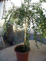 Citron caviar : présentation, utilisation et conseils de culture