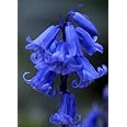 Native English Bluebell - Seeds : Amazon.co.uk: Garden