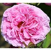 Rose Bush Queen Elizabeth- Traditional Pink Scented Rose Bush in a 5 ...