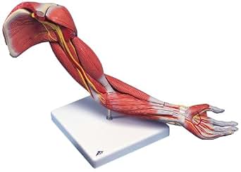 3B Scientific Human Anatomy - Deluxe Muscular Arm Model, 6 Part: Amazon ...