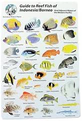 Guide to Reef Fish of Indonesia and Borneo: Amazon.co.uk: Garden & Outdoors
