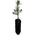 Healthy Vibe Plants Pine Tree Live Plant/Himalayan Plant/Cedrus Deodara ...
