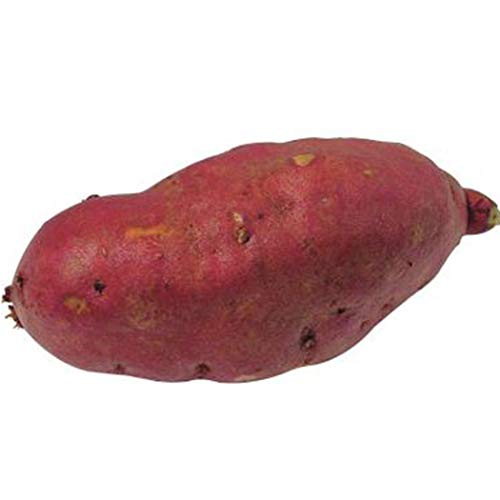 Patate douce : plantation, culture et récolte