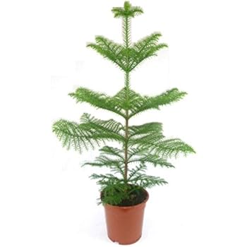 Zimmertanne - Araucaria heterophylla - 15cm Topf - ca. 40-50cm hoch ...