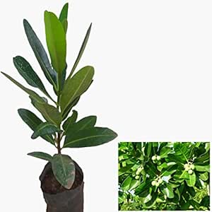 Punnai Tree | Sultan champa (Clusiaceae Alexandrian Laurel Tree ...