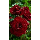Royal Paradise Garden"Wine Red" Rose Flower Plant Home Garden Plant 1 ...