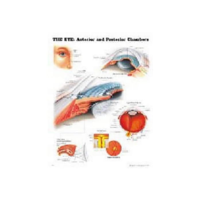 Buy The Eye: Anterior and Posterior Chambers: Anterior and Posterior ...