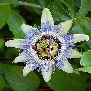 Passion Flower - Passiflora coerulea - 30 SEEDS : Amazon.co.uk: Garden ...