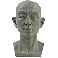 Planar Head Model for Artists Learn Planes of Face, Standard Planar ...