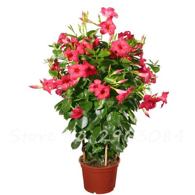 Dipladenia ou Mandevilla : conseils de culture et division