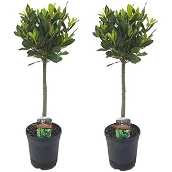 PAIR OF 2x STANDARD LOLLIPOP BAY TREES - LAURUS NOBILIS EVERGREEN - 3L ...