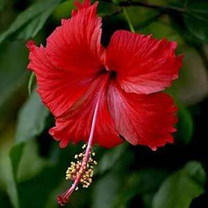 Live Hibiscus, joba, Gudhal Red Flower Plant 1 PC with Pot: Amazon.in ...