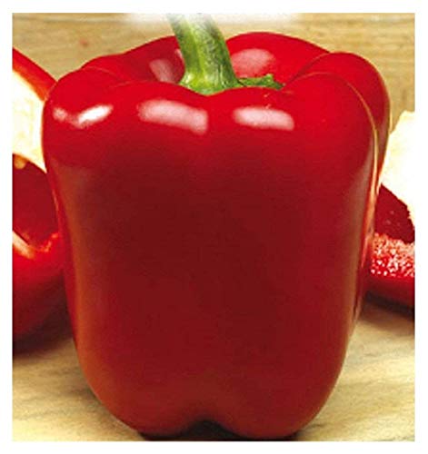 Poivron : semis, culture, récolte