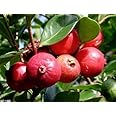 Hybrid Red Guava Amrud Amrood Grafted Plant Plants Tree : Amazon.in ...