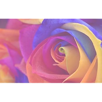 Rose arc-en-couleur - 10 graines: Amazon.fr: Jardin