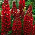 Lupine, Lupinus polyphyllus ´Edelknabe´ : Amazon.de: Garten