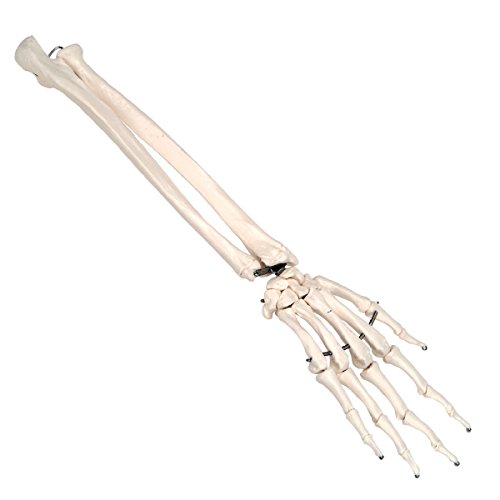 Buy 3B Scientific A41 Hand Skeleton with Portions of Ulna and Radius ...