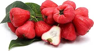Creative Farmer Fruit Tree Wax Apple Jambu/Champakka Fruit Plant Very ...