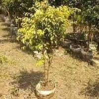 Pouring Green Kagureena 2 Tapori Plant (1 to 2 ft Long) : Amazon.in ...